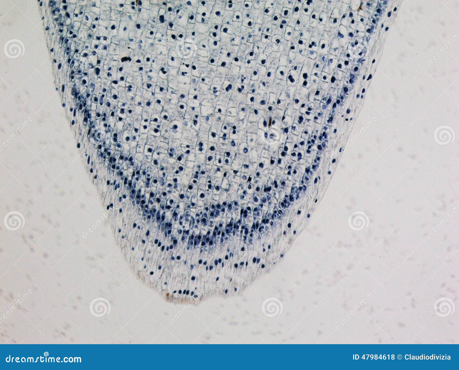 Corn Root Microscope