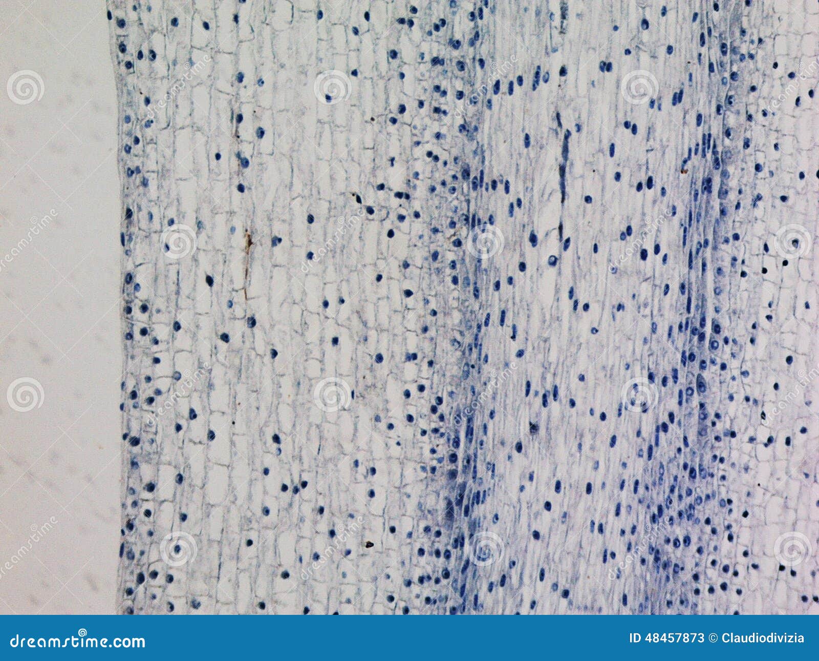 Corn root tip micrograph stock image. Image of micrograph - 48457873