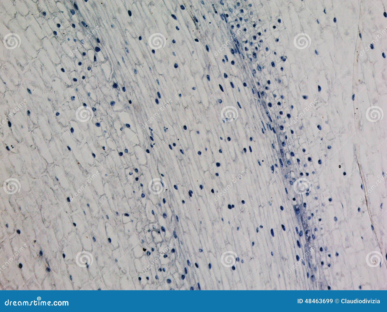 Corn Root Microscope