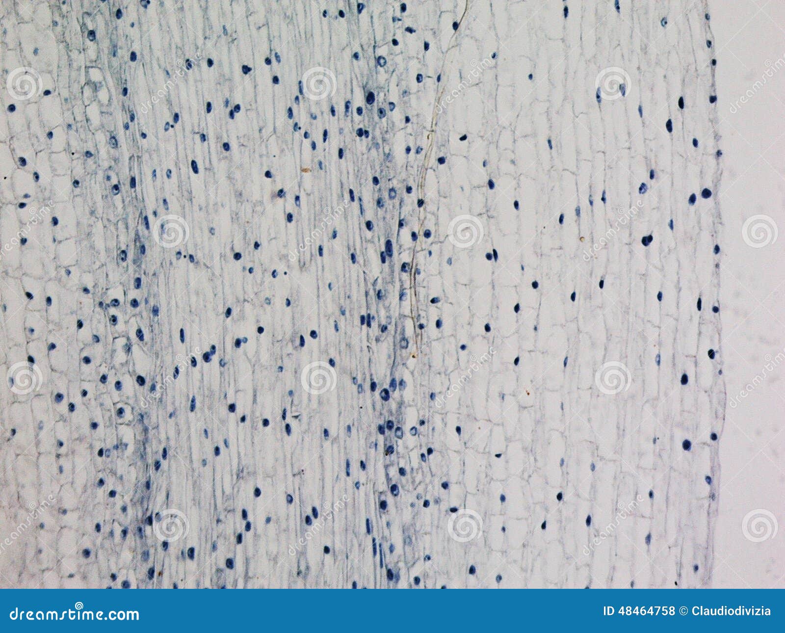 Corn Root Microscope