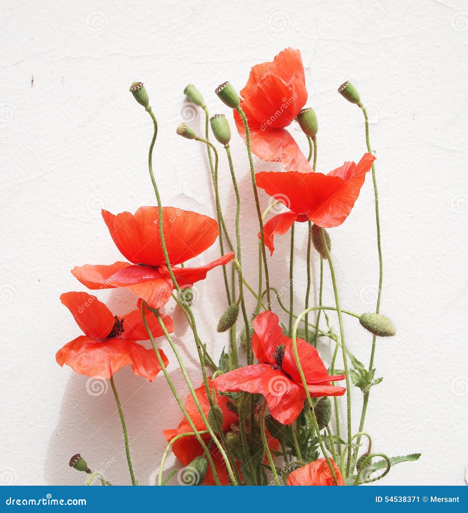 Corn rose stock image. Image of rose, flower, field, corn - 54538371