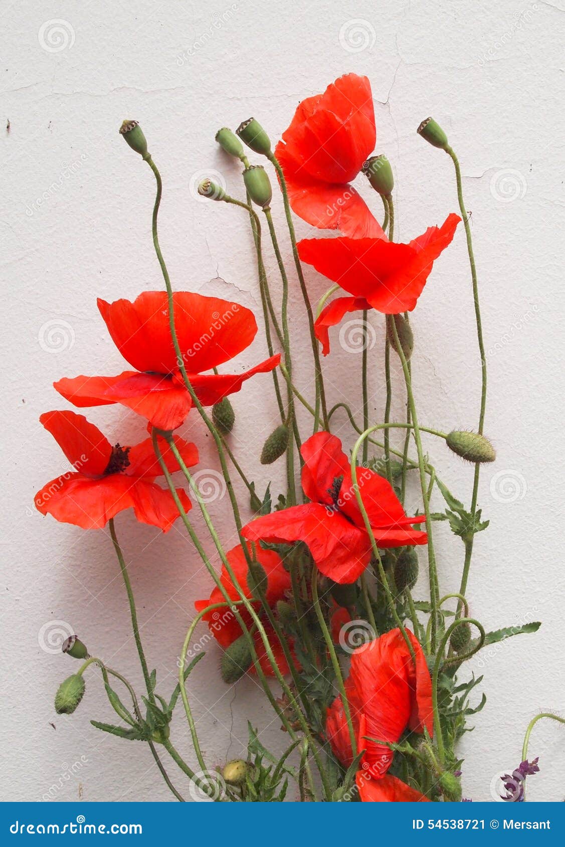 Corn rose stock image. Image of gardening, natural, garden - 54538721