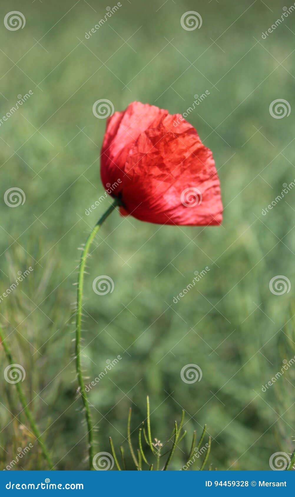 Corn rose stock photo. Image of plant, flower, gardening - 94459328