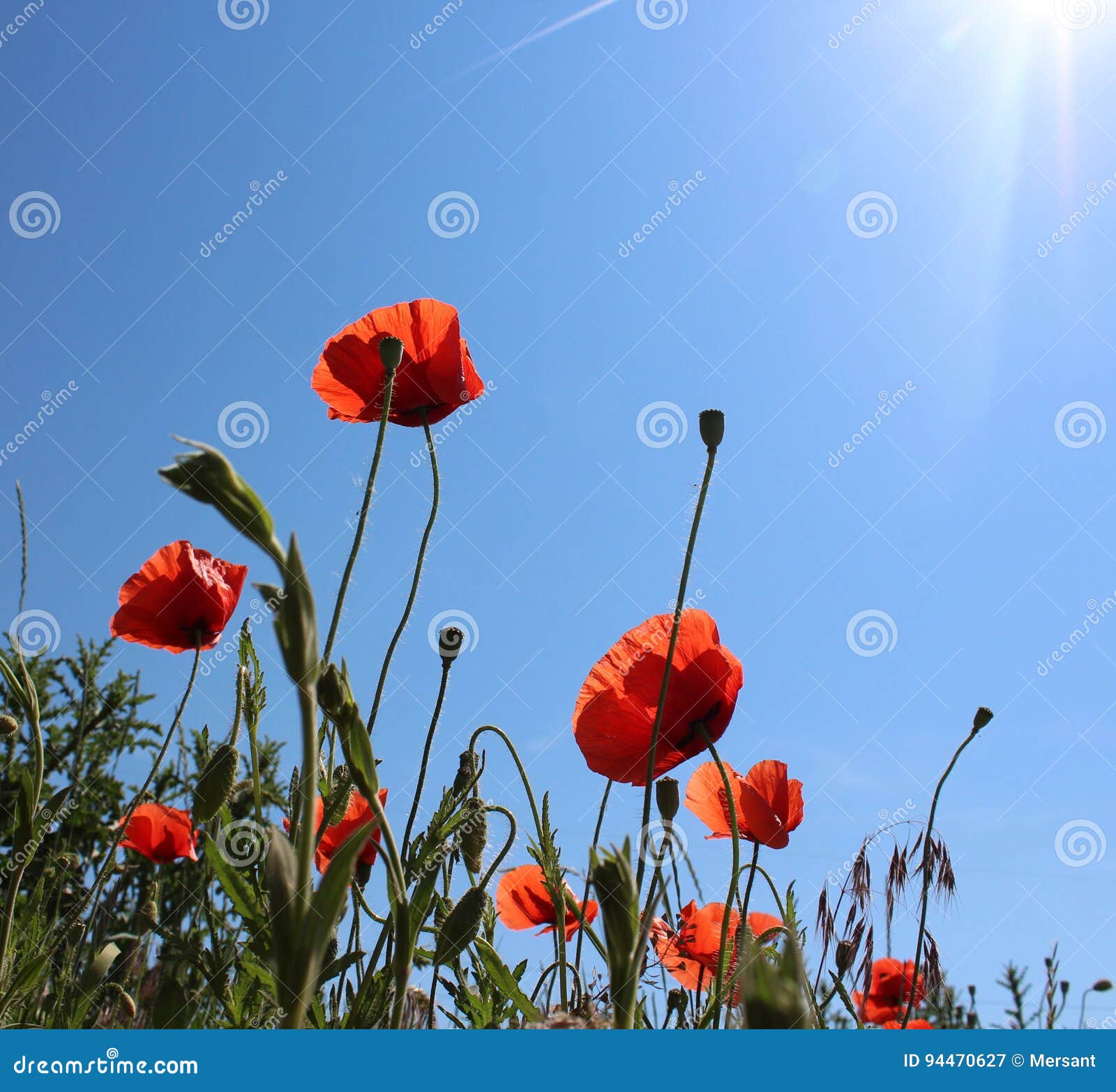 Corn rose stock image. Image of plant, field, nature - 94470627