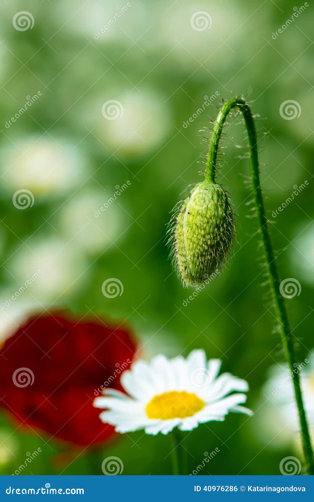 Corn rose bud stock photo. Image of unique, announcement - 40976286