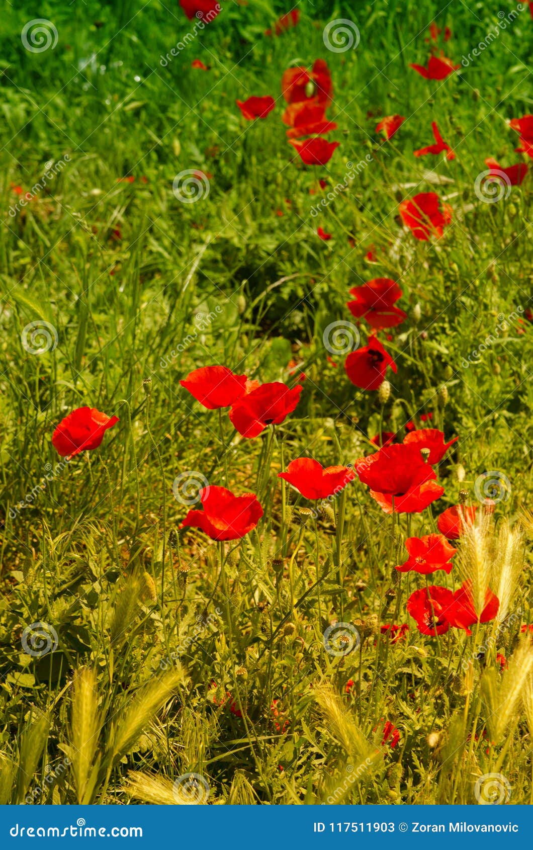 Corn Rose Enjoying the Mild Sun Stock Image - Image of young, garden ...