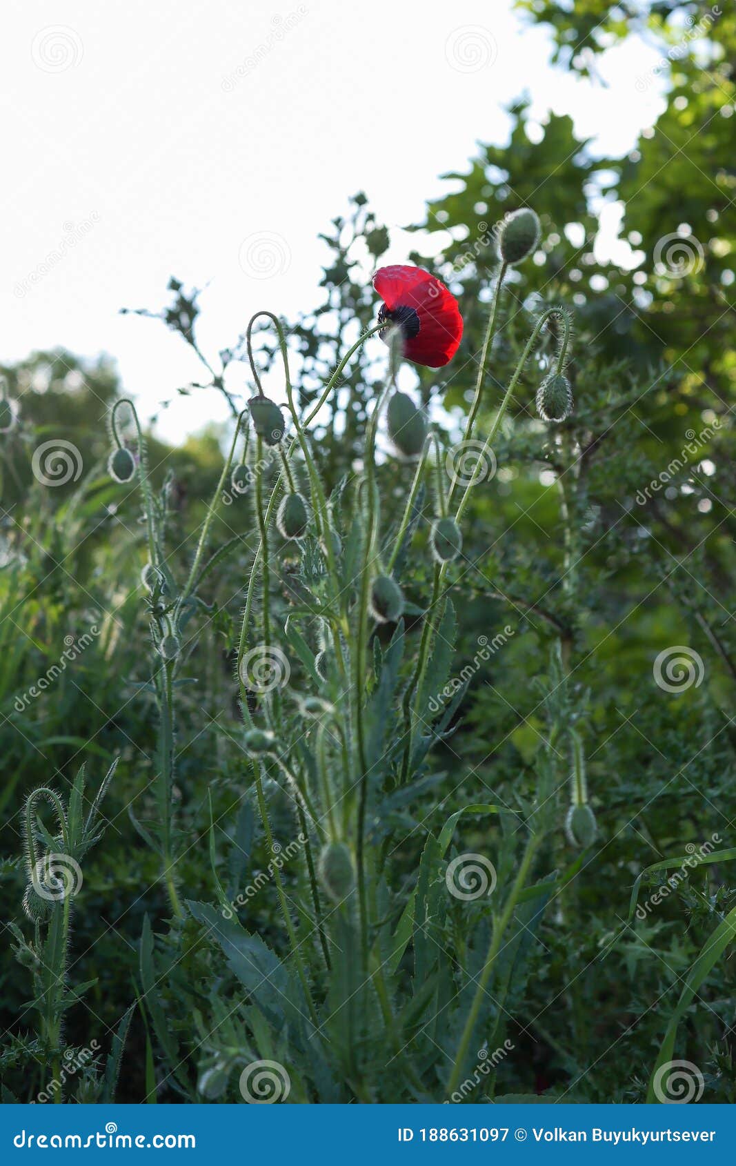 Corn rose plant and buds stock image. Image of shrub - 188631097