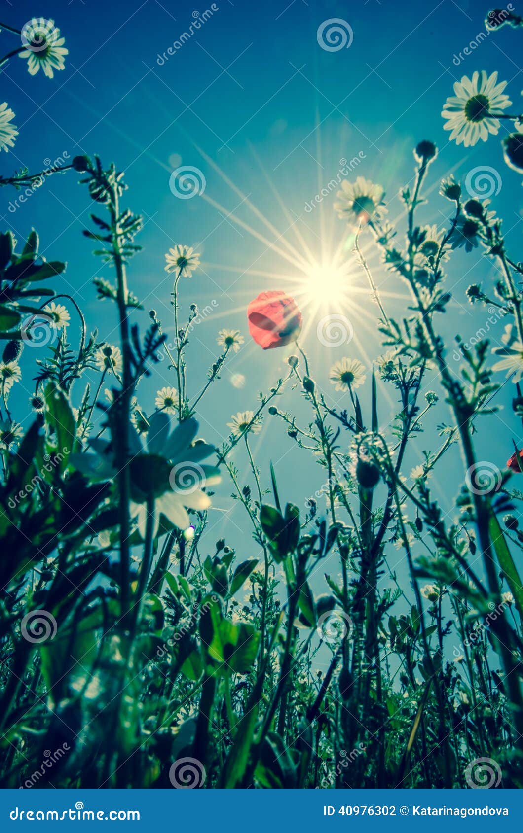 Corn rose stock photo. Image of flower, filtered, poppy - 40976302