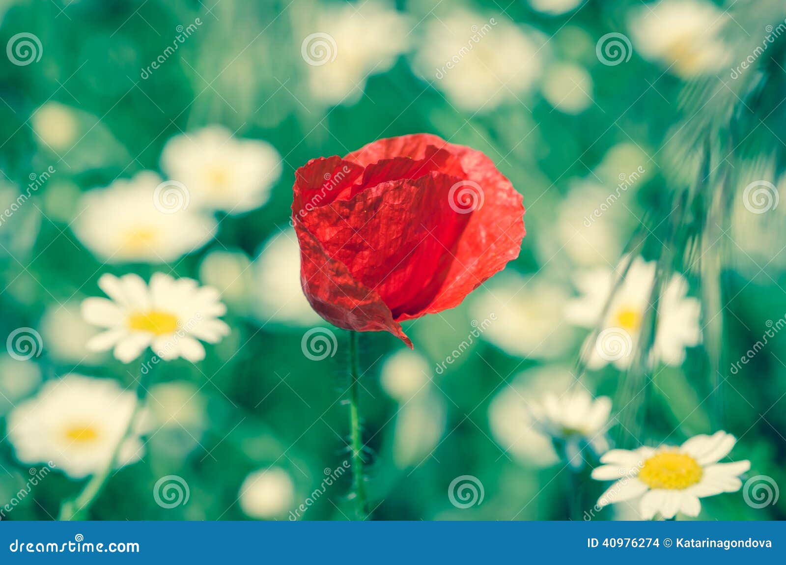 Corn rose stock photo. Image of floral, mothers, invitation - 40976274