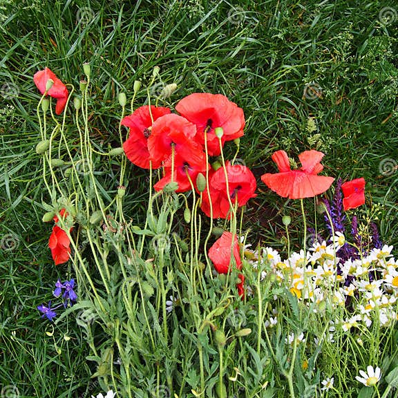 Corn roses stock photo. Image of gardening, field, flower - 67971778