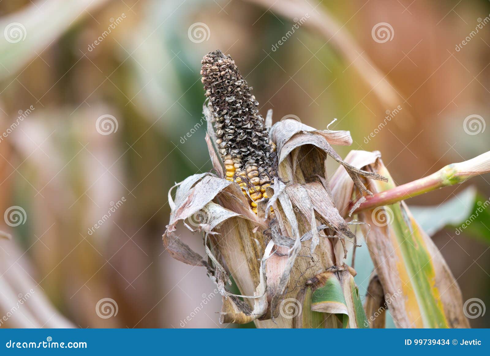 Fusarium Corn Ear Rot Damage. Most Common Maize Disease Stock Image ...