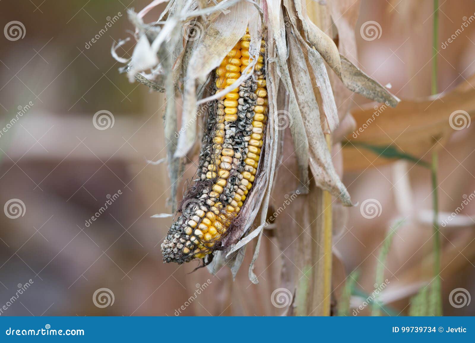 Corn rot disease stock photo. Image of leaf, farming - 99739734