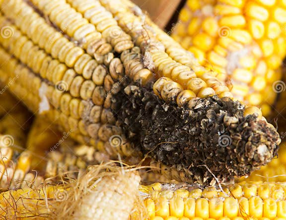 Corn rot stock image. Image of nigrospora, mildew, farm - 33752695