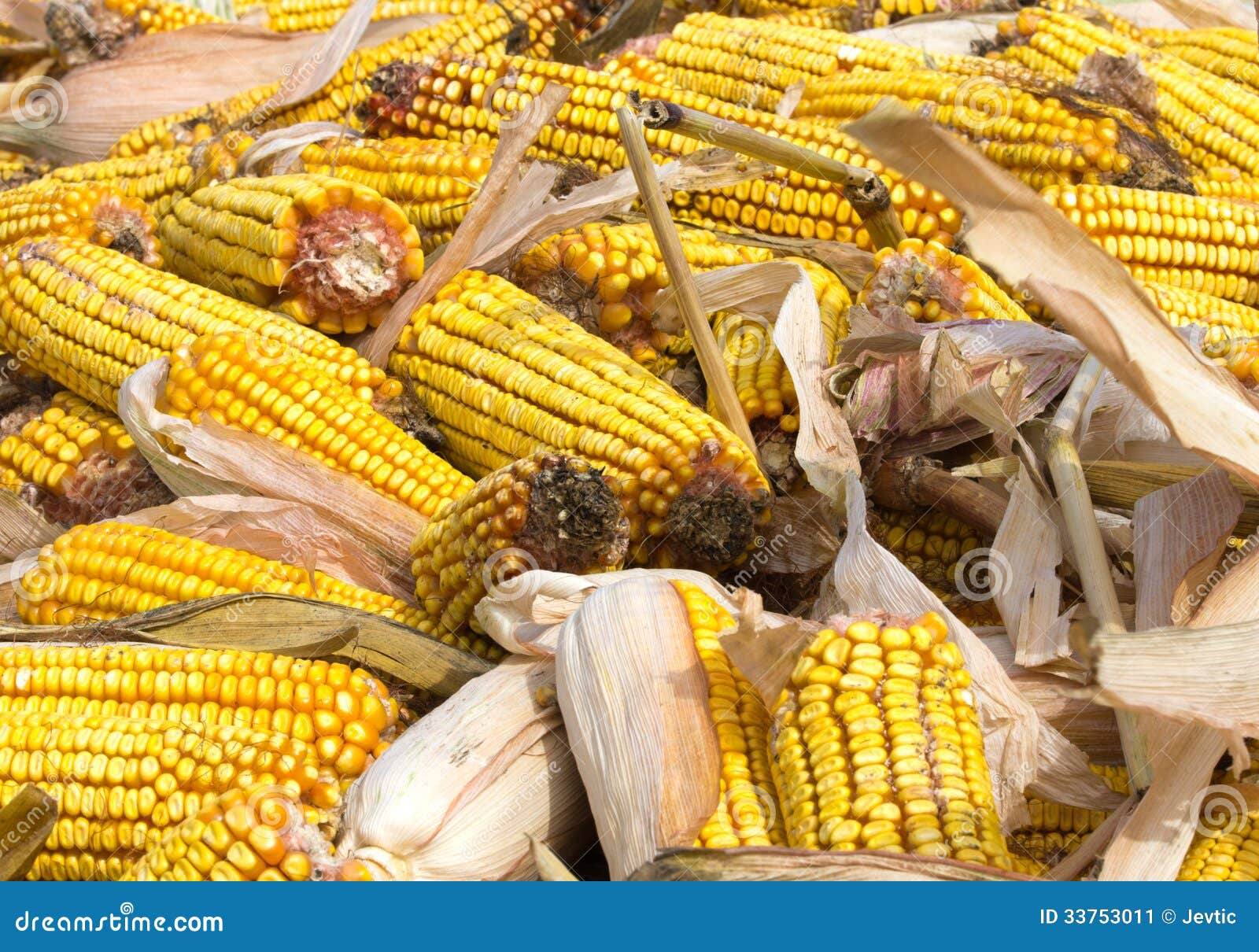 Corn rot stock image. Image of farm, harvest, maize, fusarium - 33753011