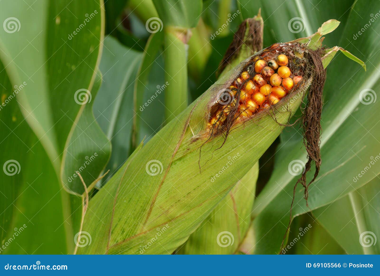 Corn is rotten stock photo. Image of food, plant, animal - 69105566