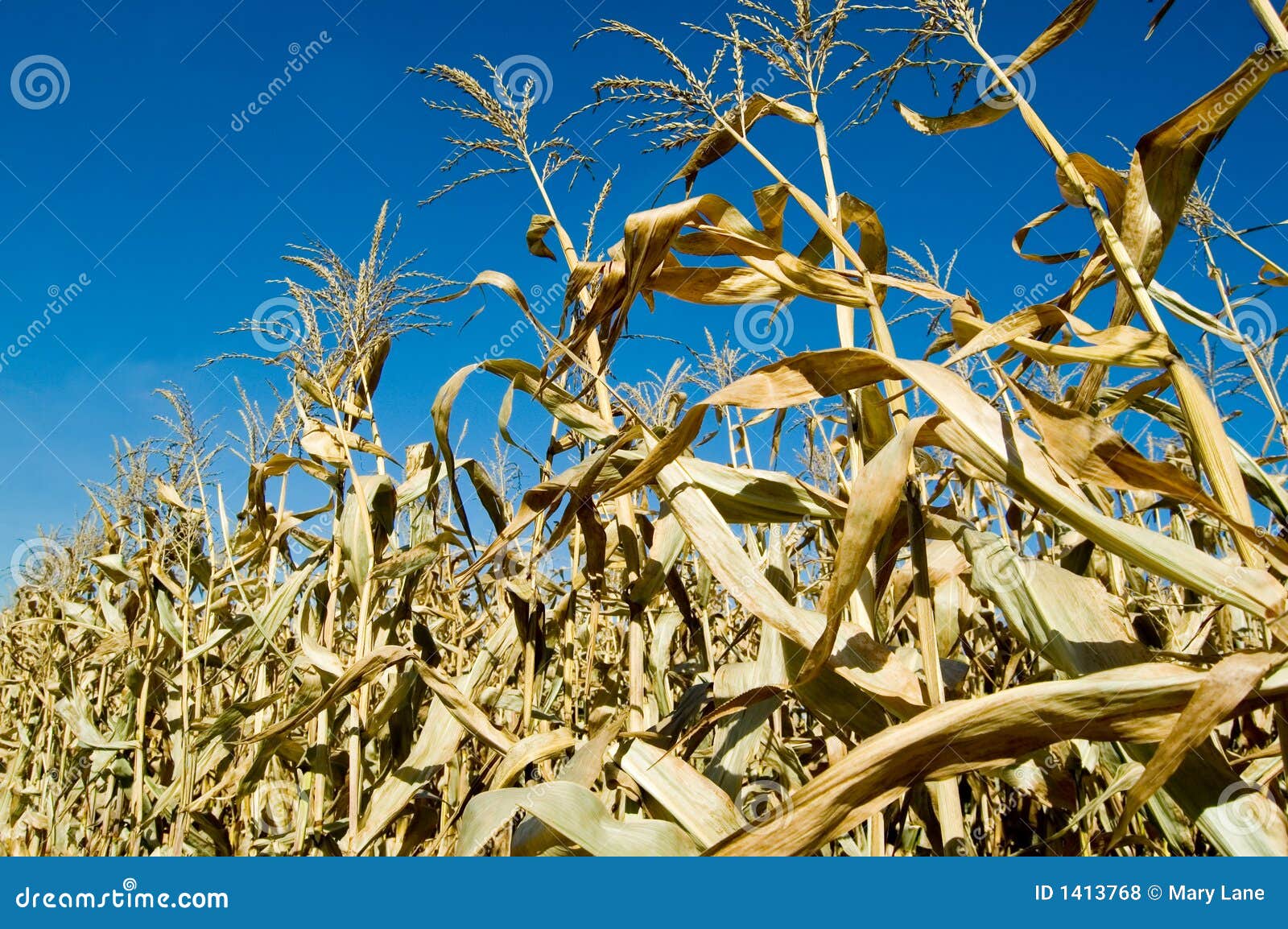 Corn Row stock photo. Image of botany, nature, botanical - 1413768