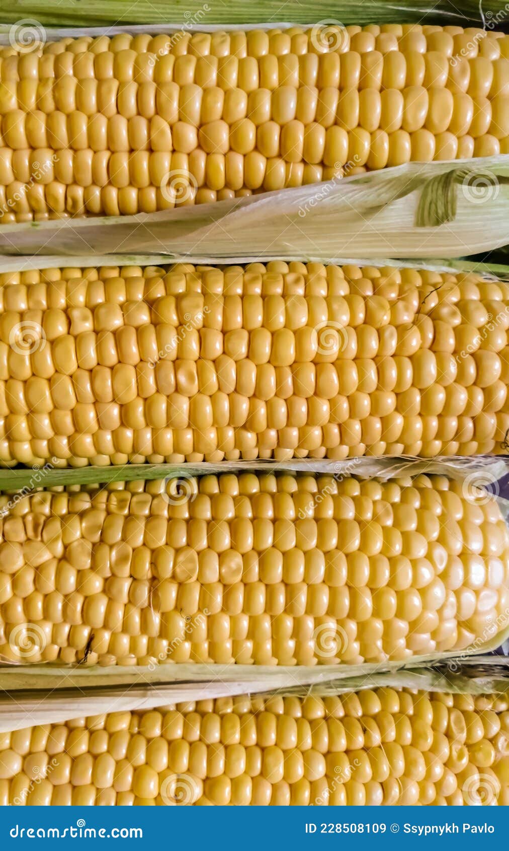 Corn in a Row, Background Photo Stock Image - Image of healthy, summer ...