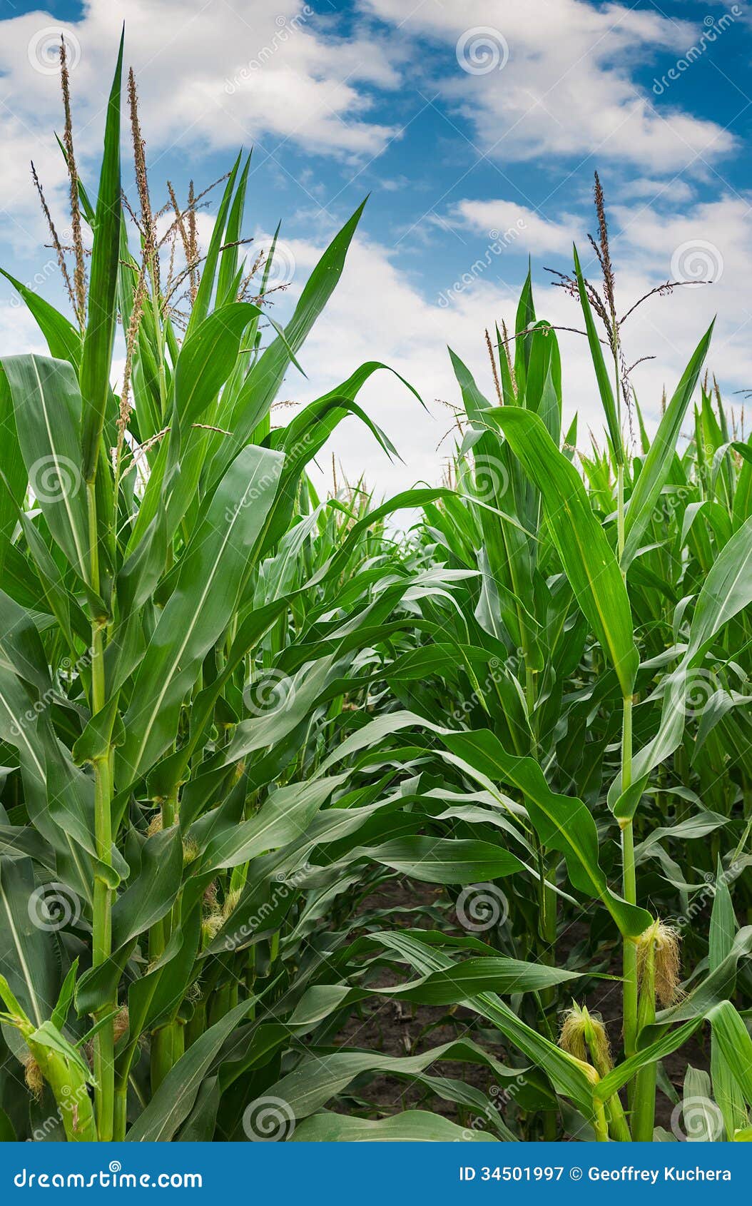 Corn Row stock image. Image of grain, harvest, outdoors - 34501997