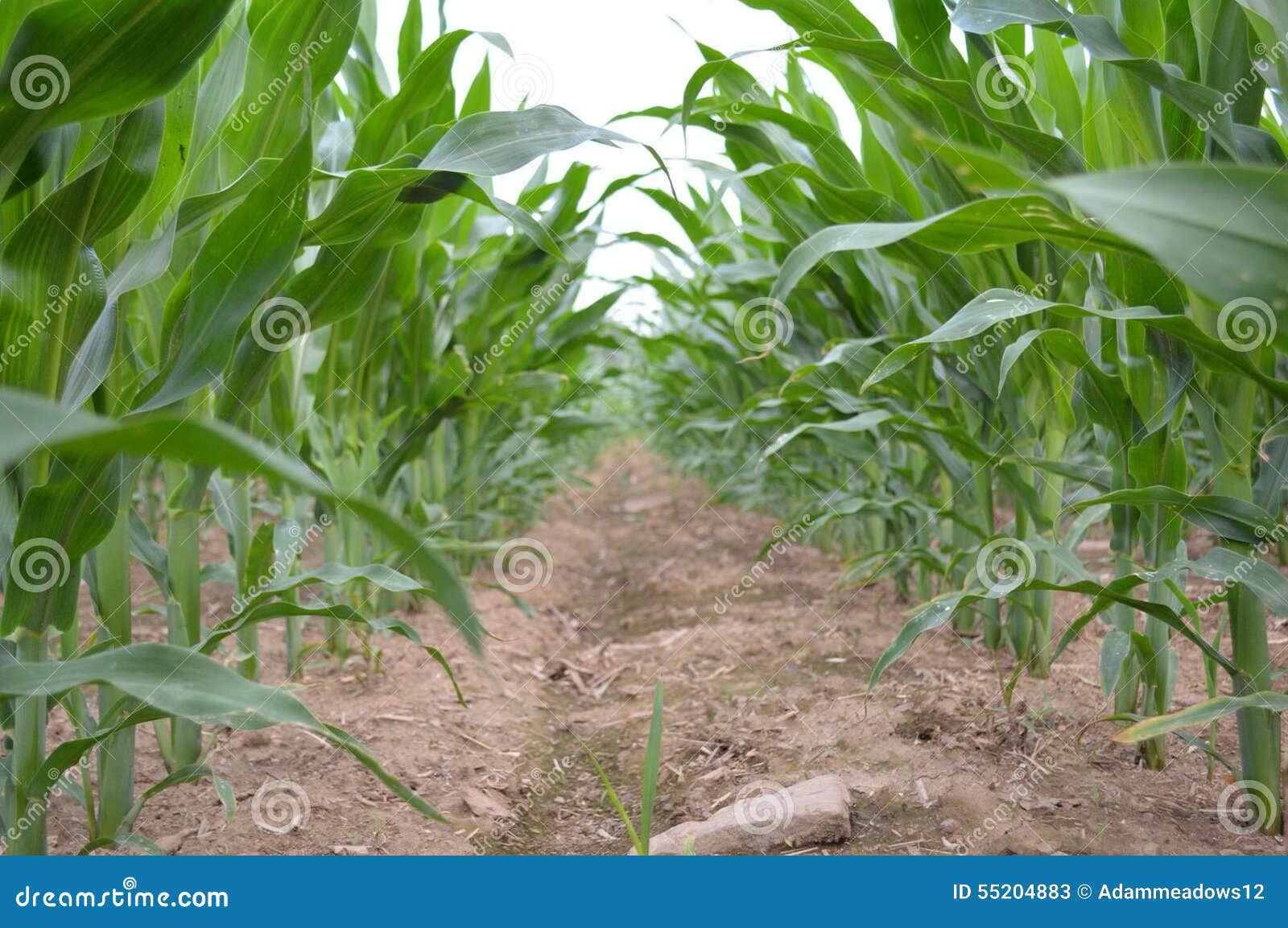 Corn row stock image. Image of organicbychoice, fitness - 55204883