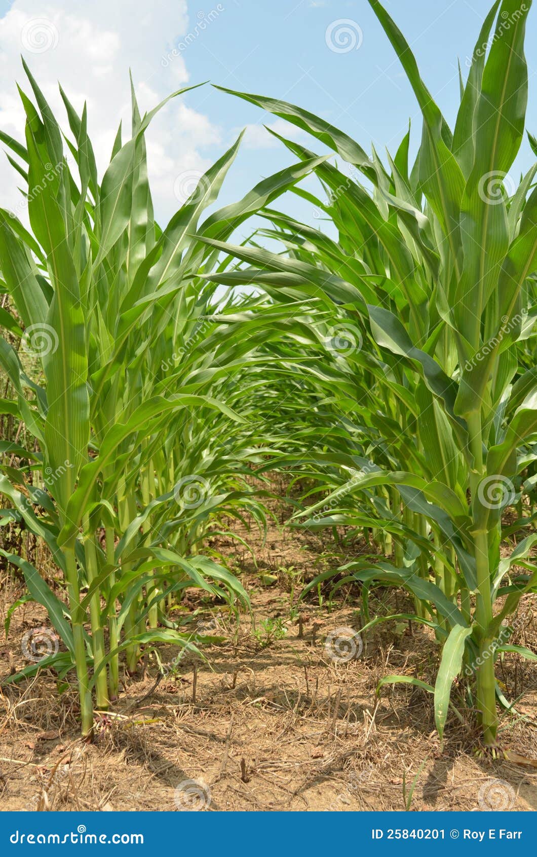 Corn Rows stock image. Image of corn, maze, garden, rows - 25840201