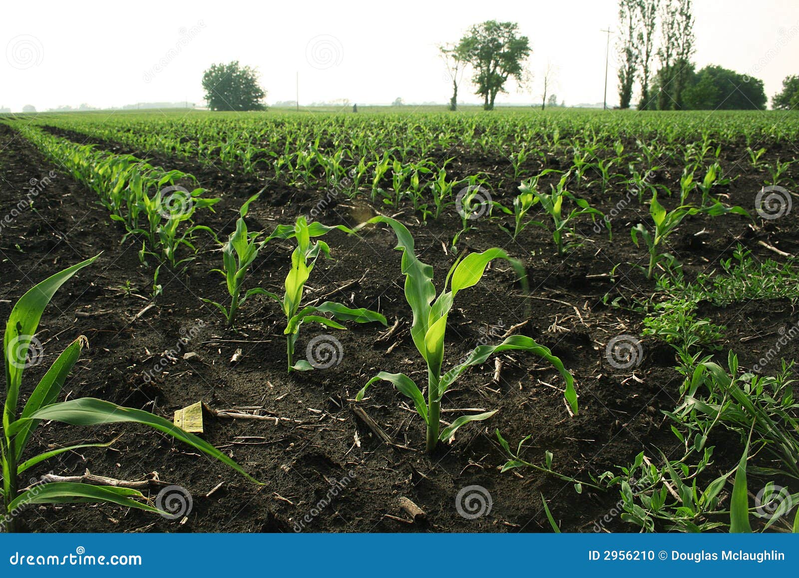 Corn rows stock photo. Image of growing, countryside, sprout - 2956210