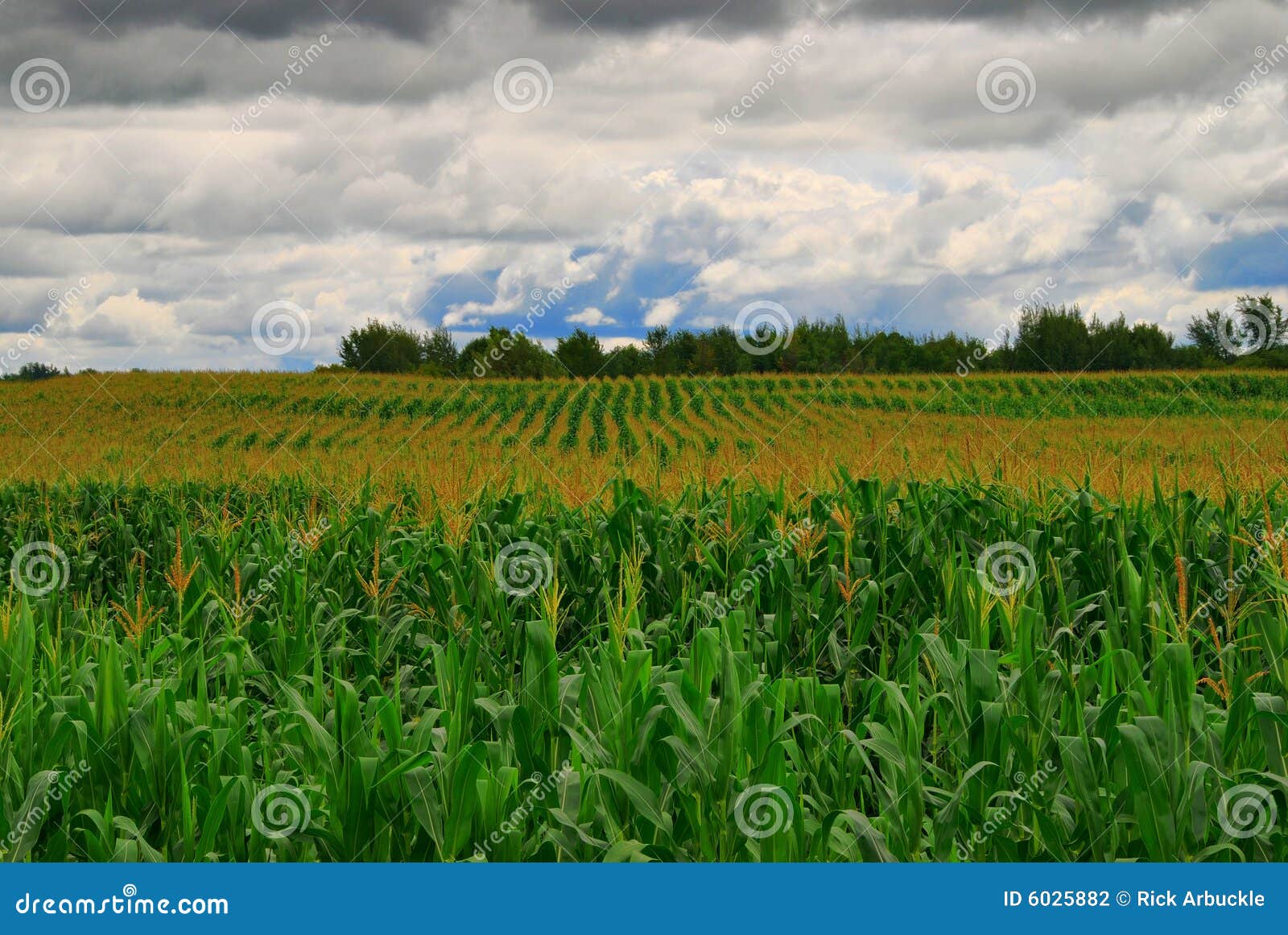 Corn Rows stock photo. Image of leaves, crop, rows, trees - 6025882