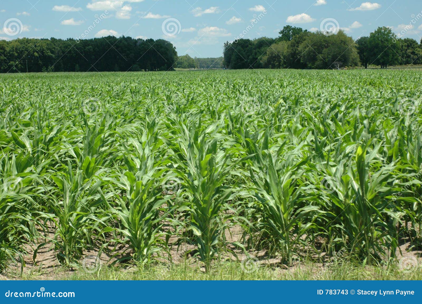 Corn_rows stock image. Image of agronomy, field, farm, spring - 783743