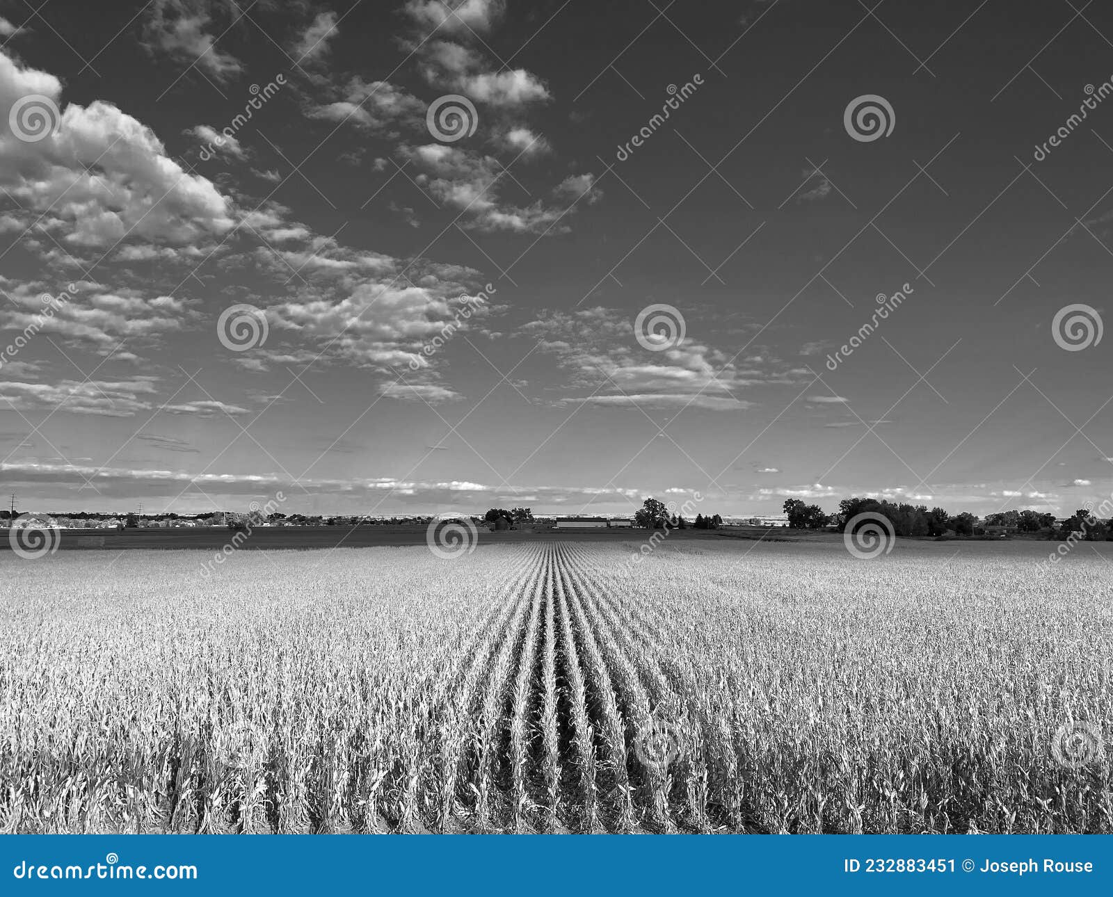 Corn Rows in Black and White Stock Image - Image of white, rows: 232883451
