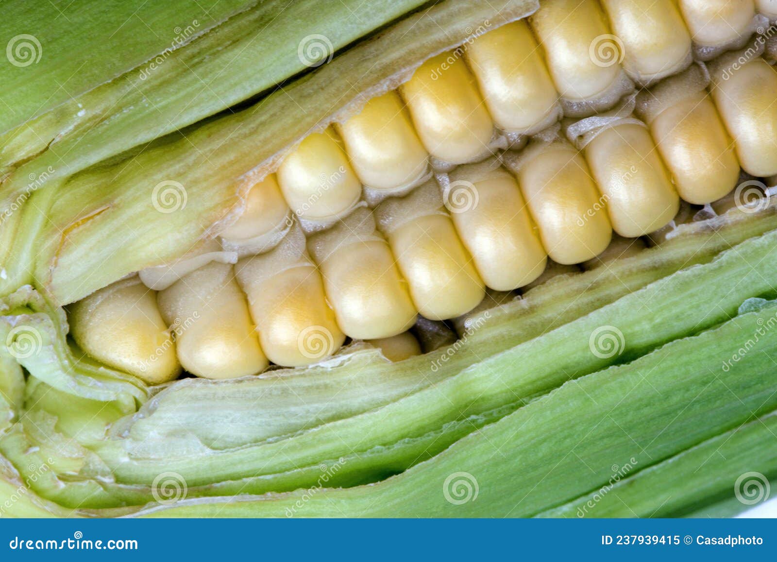 Corn rows closeup stock image. Image of focus, ingredient - 237939415