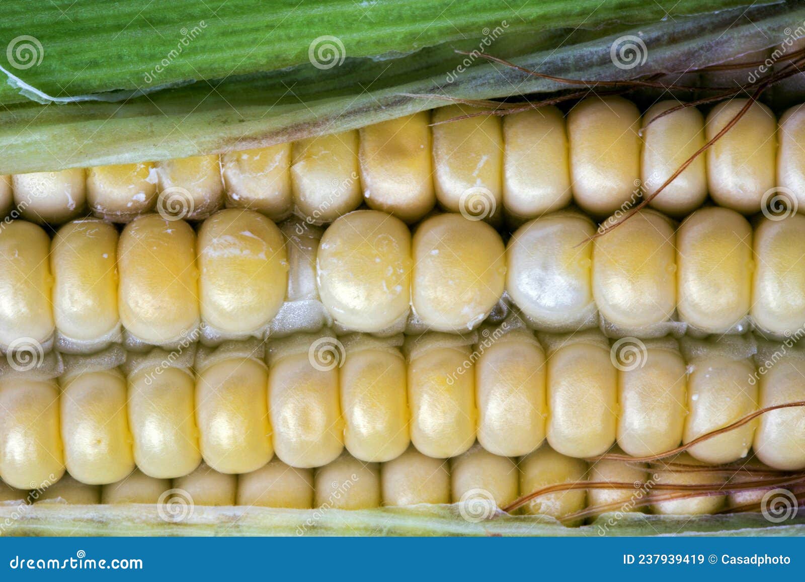 Corn rows closeup stock image. Image of cooking, kitchen - 237939419