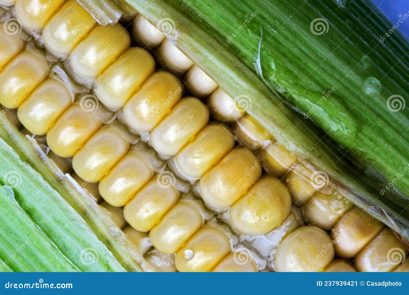 Corn rows closeup stock image. Image of maiz, eating - 237939421