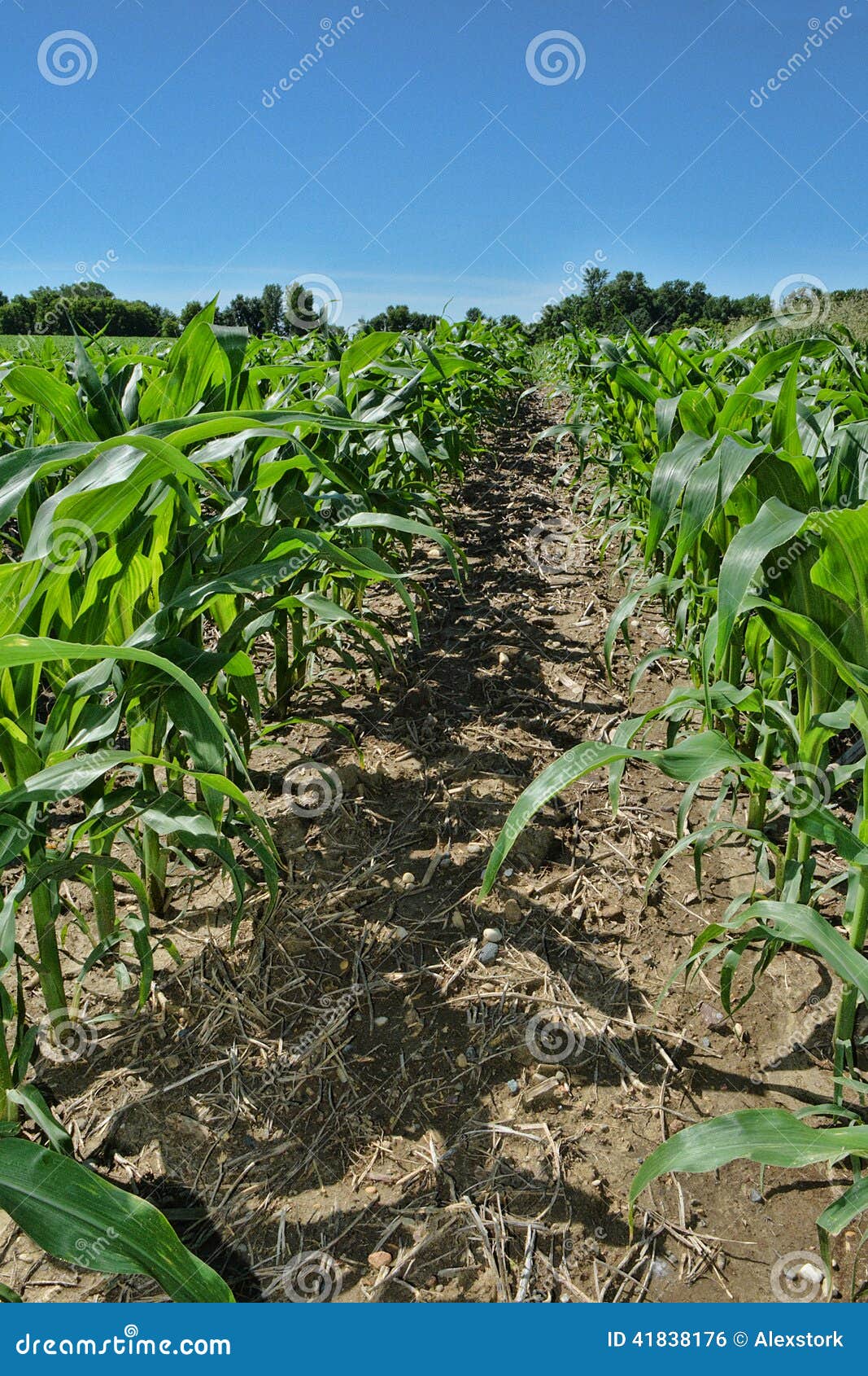 Corn Rows stock photo. Image of vertical, crop, foot - 41838176