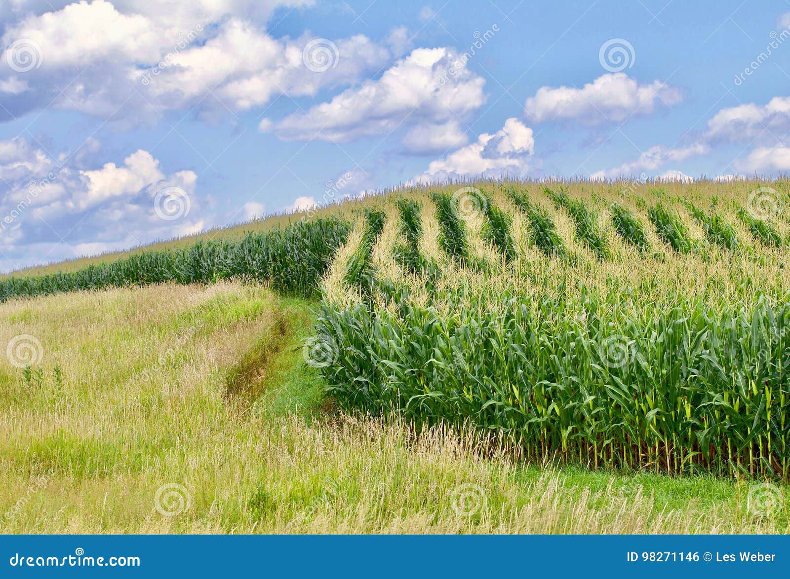 Corn rows stock photo. Image of gardening, clouds, land - 98271146