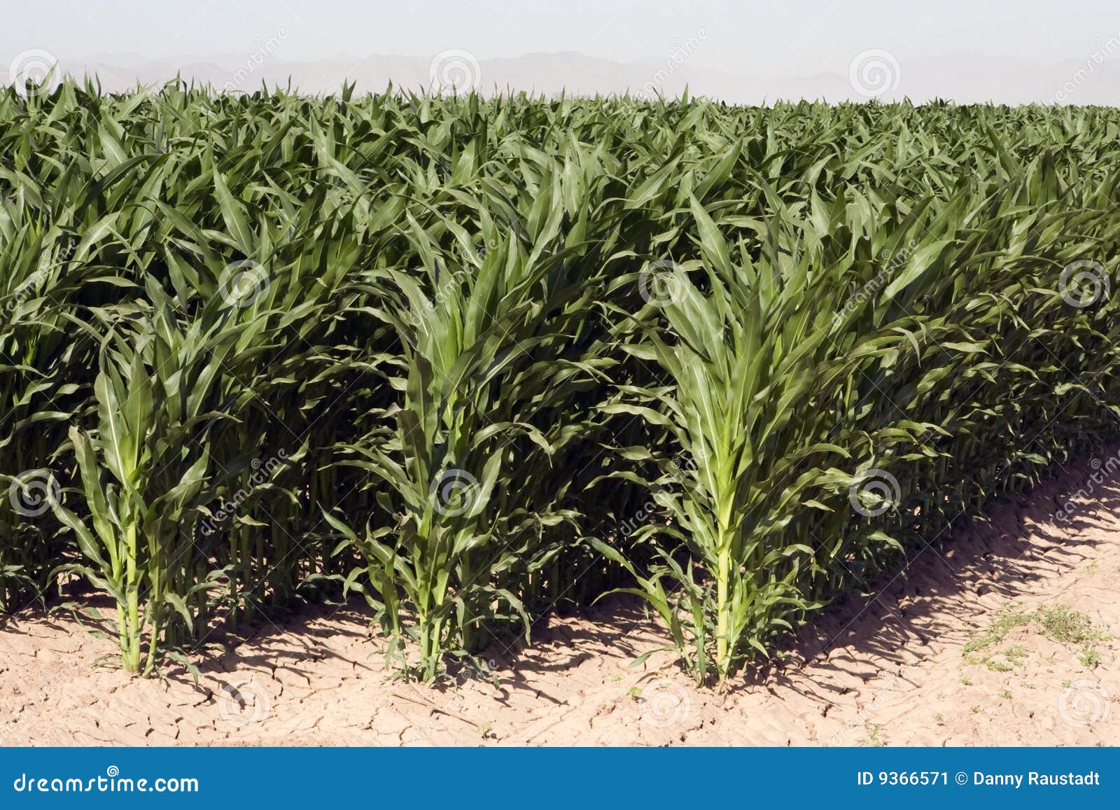 Corn Rows of Dry Dusty Desert Farm Stock Image - Image of cereal, dirt ...