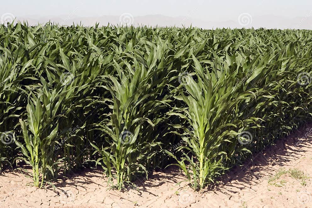 Corn Rows of Dry Dusty Desert Farm Stock Image - Image of cereal, dirt ...