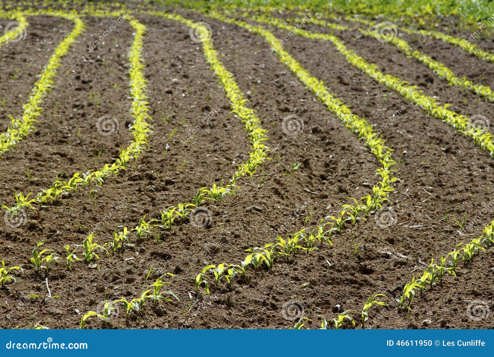 Corn rows stock photo. Image of green, cultivated, landscape - 46611950