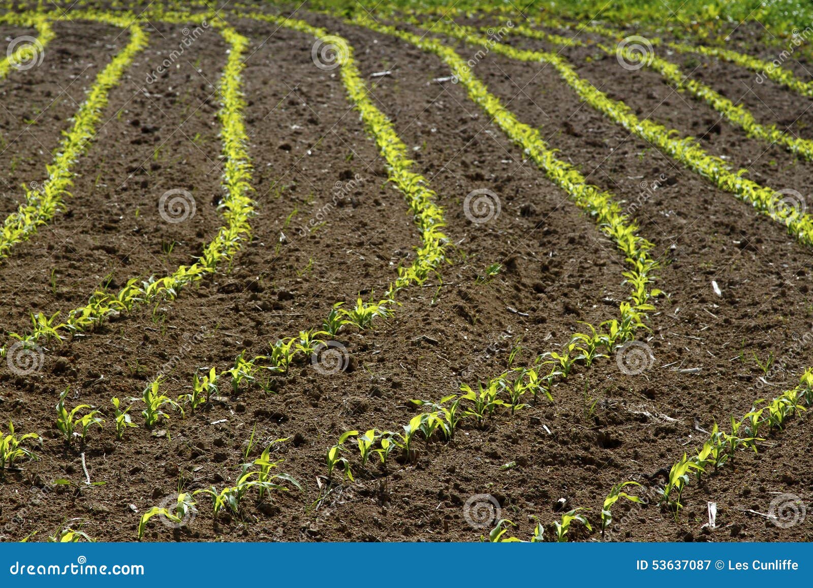 Corn rows stock image. Image of cultivated, outdoor, field - 53637087