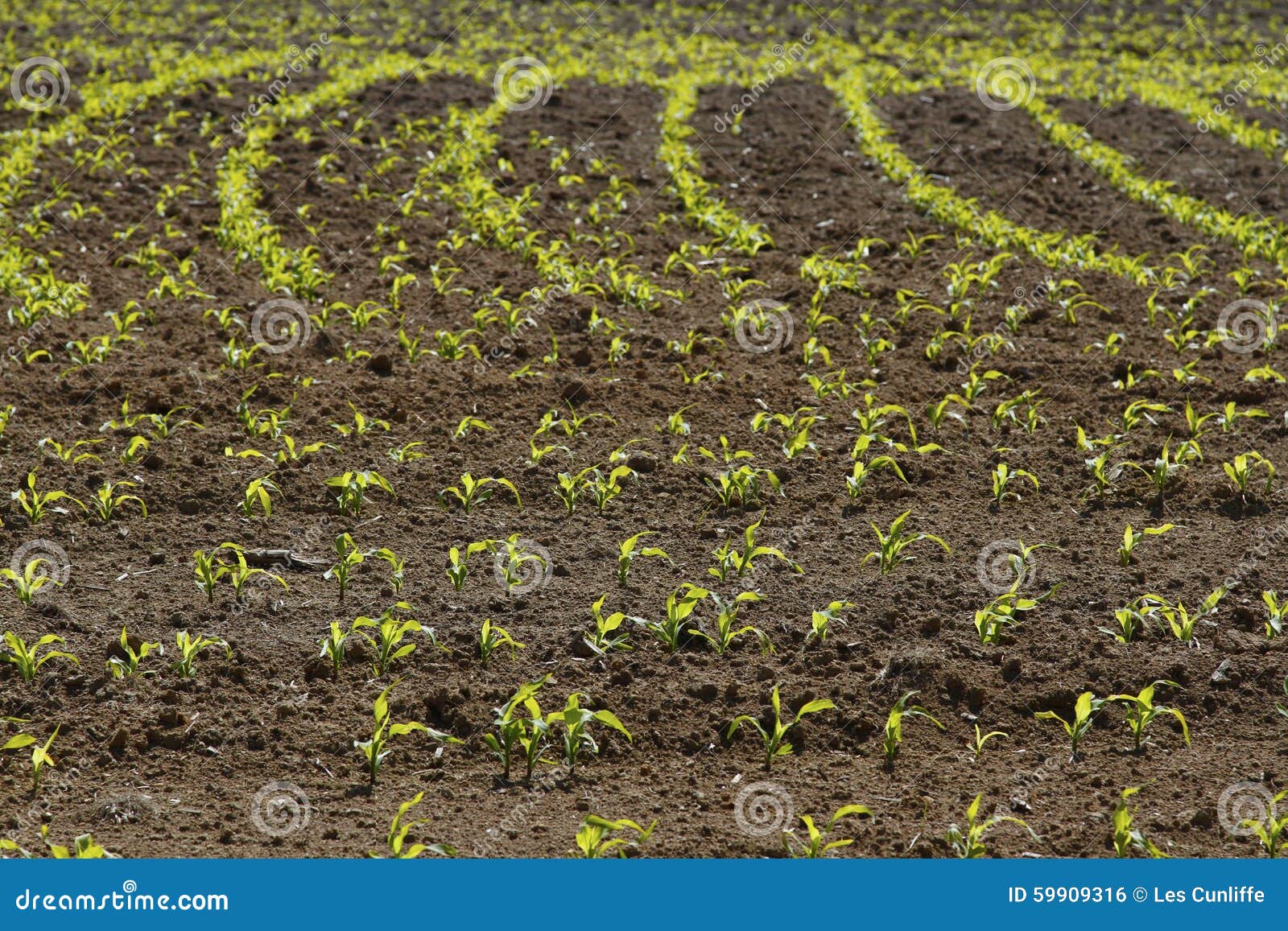 Corn rows stock photo. Image of agriculture, earth, land - 59909316