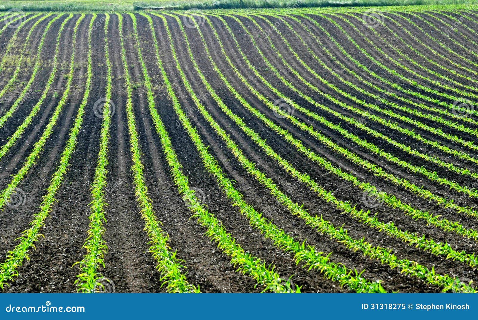 Corn rows stock image. Image of farming, leaves, corn - 31318275