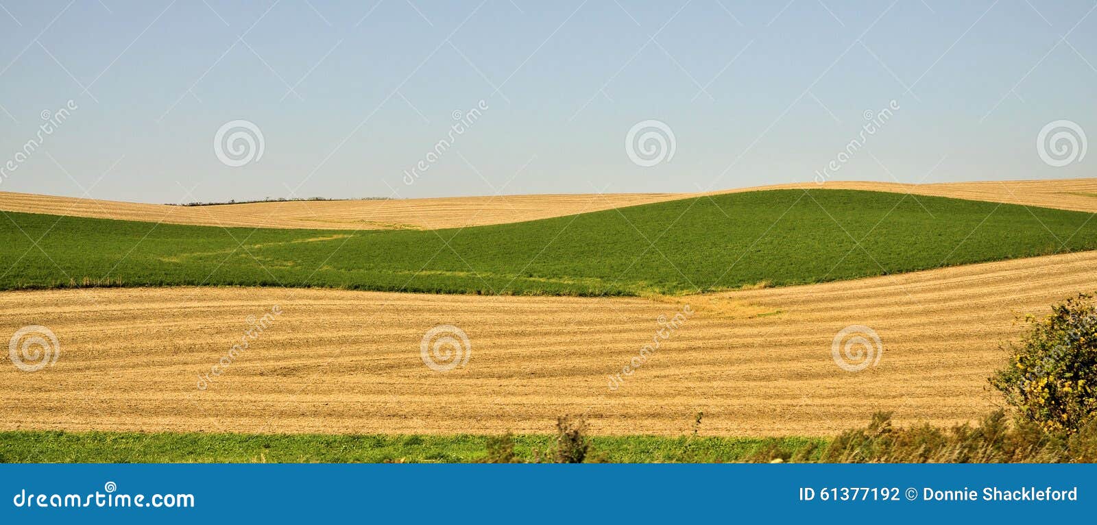Corn Rows stock photo. Image of agriculture, rolling - 61377192