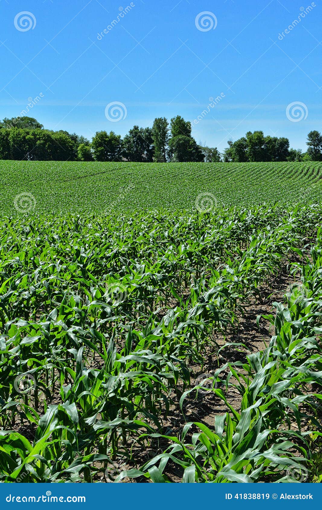 Corn Rows 2 stock image. Image of foot, agriculture, field - 41838819