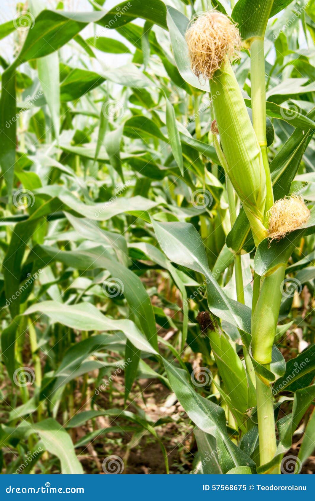 Corn rows stock image. Image of forest, fields, cobs - 57568675