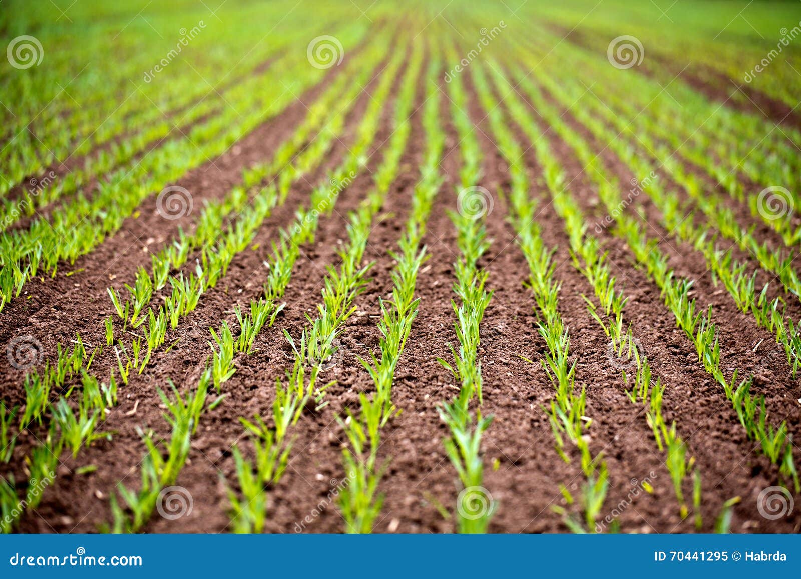 Corn Rows stock image. Image of tree, brown, outdoor - 70441295