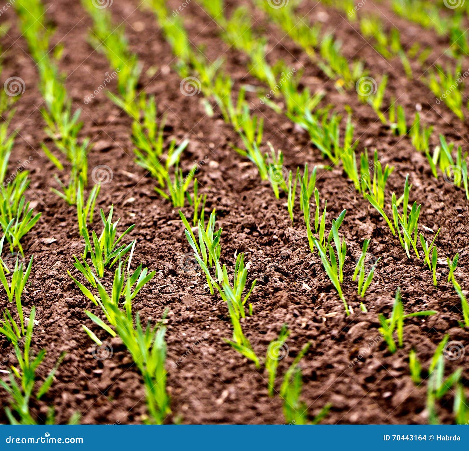 Corn Rows stock photo. Image of natural, full, rural - 70443164