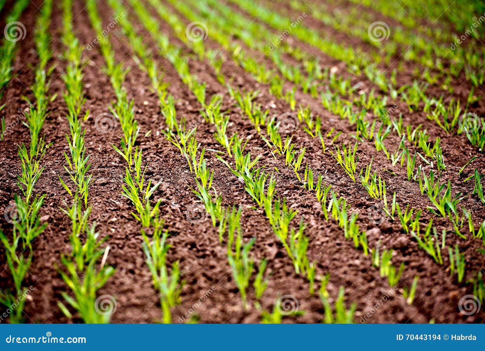 Corn Rows stock photo. Image of nature, cereal, natural - 70443194