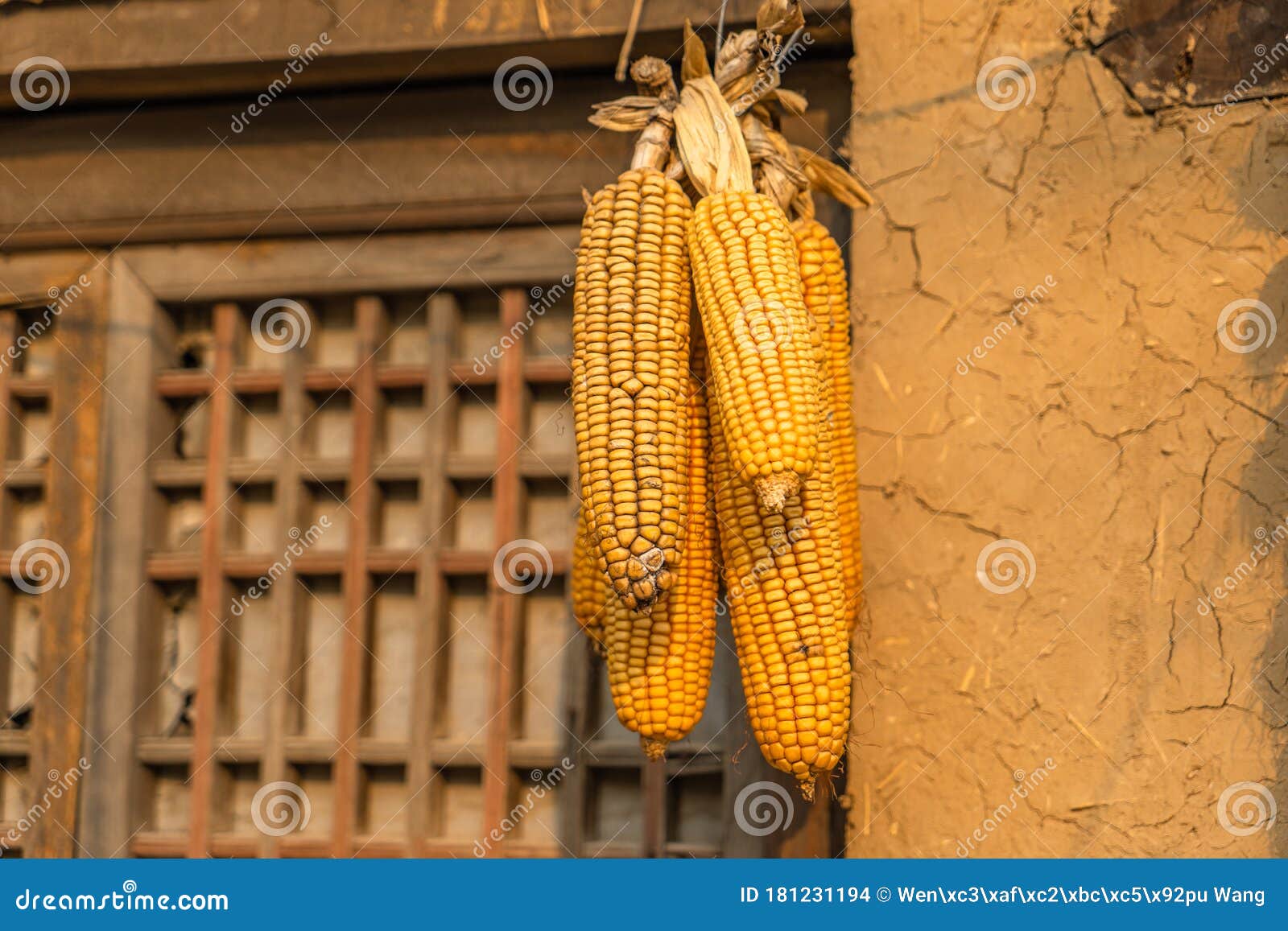 Corn in the rural yard stock photo. Image of grain, wall - 181231194
