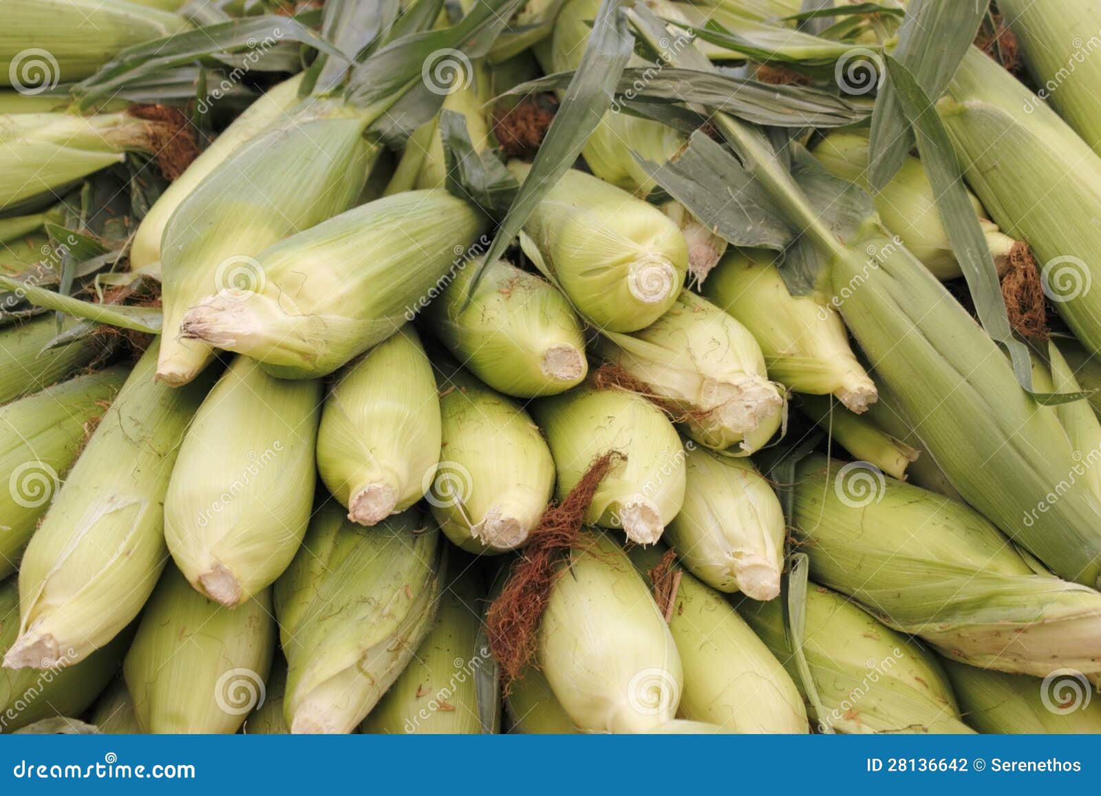Corn for Sale stock photo. Image of long, pile, agriculture - 28136642