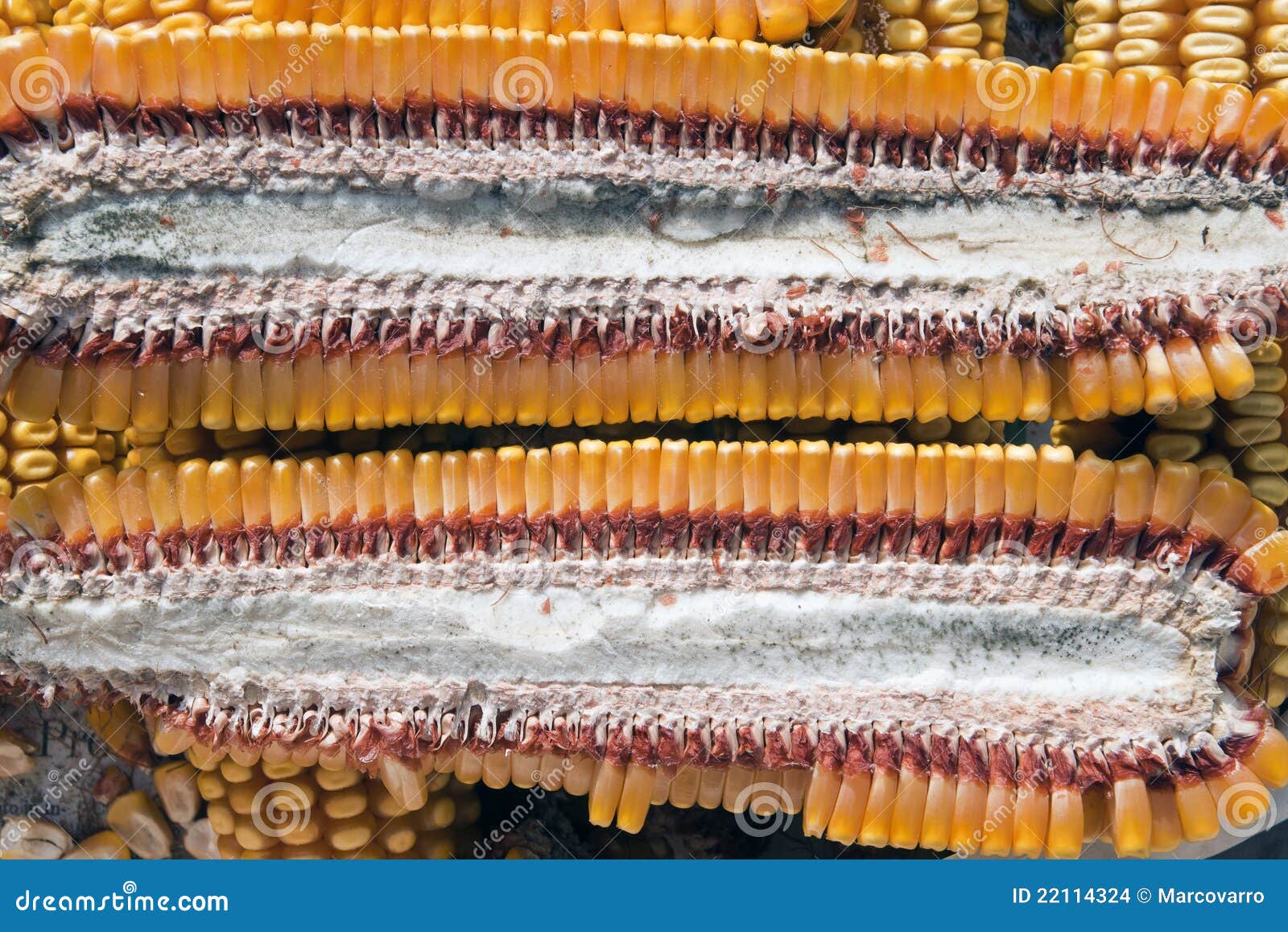 Corn section stock photo. Image of gourmet, diet, food - 22114324