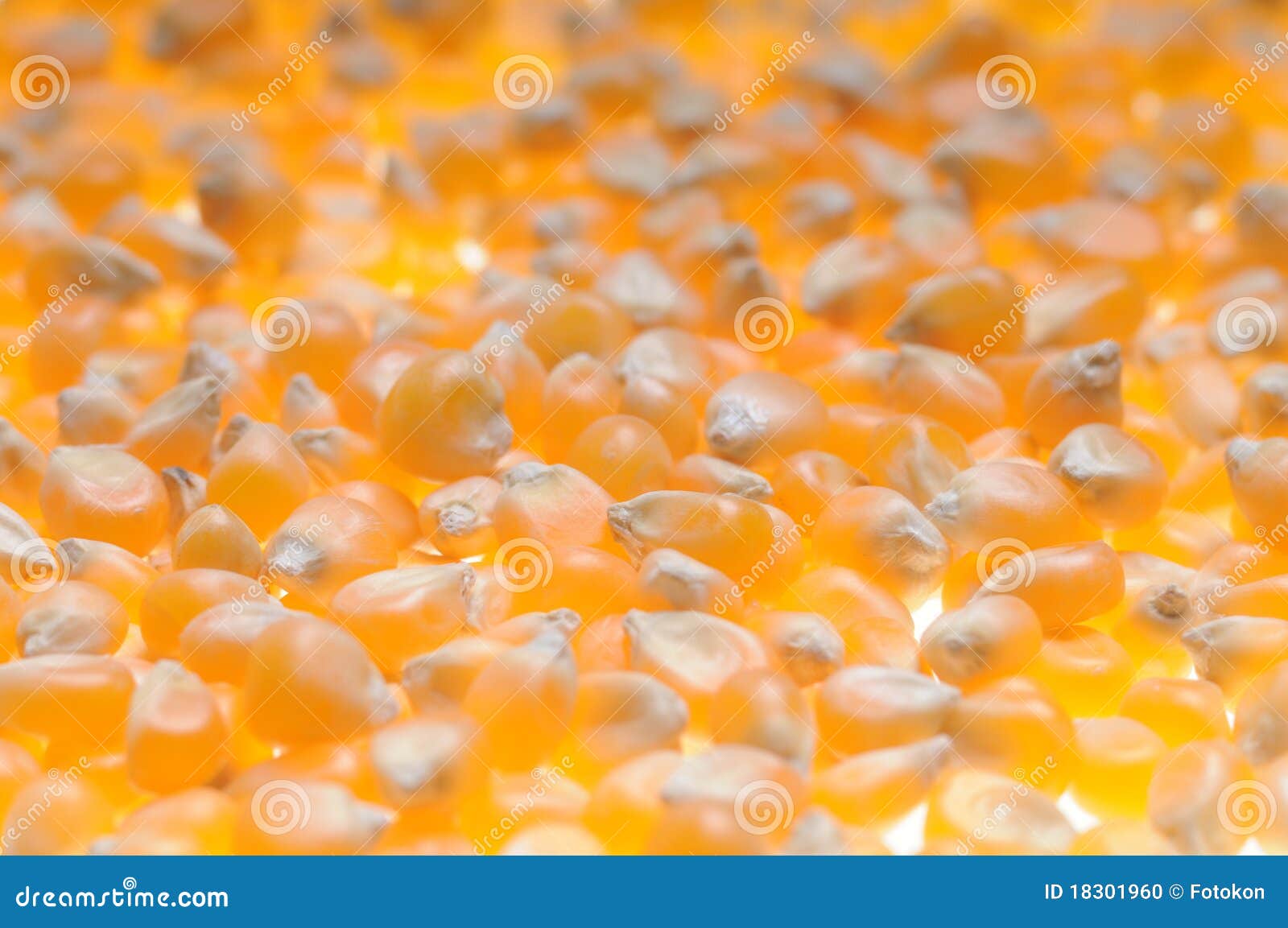 Corn seed stock photo. Image of maize, kernel, closeup - 18301960