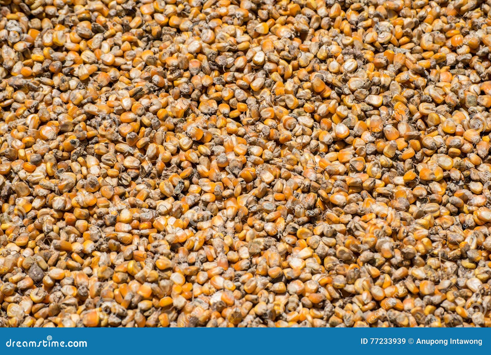 Corn seed background. stock image. Image of organic, background - 77233939